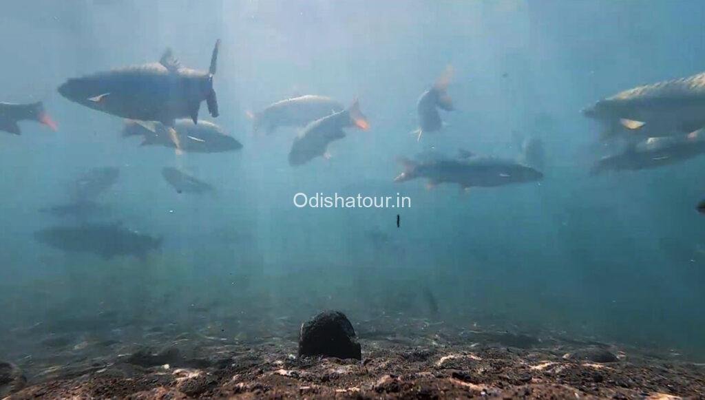 Ammakunda Waterfall, Malkangiri | Odisha Tour