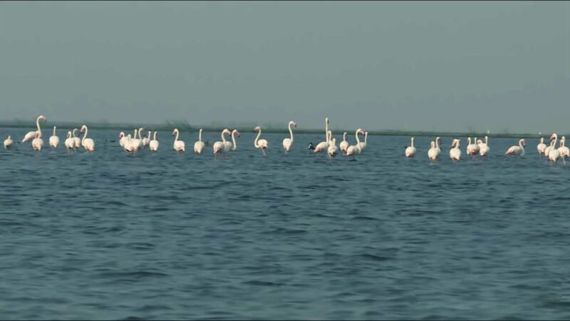 Chilika Lake & Panthanivas, Barkul, Khordha | Odisha Tour