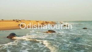 Gahirmatha Marine Turtle Sanctuary, Kendrapara | Odisha Tour