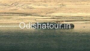 Tikarpada Wildlife Sanctuary, Satkosia, Angul | Odisha Tour