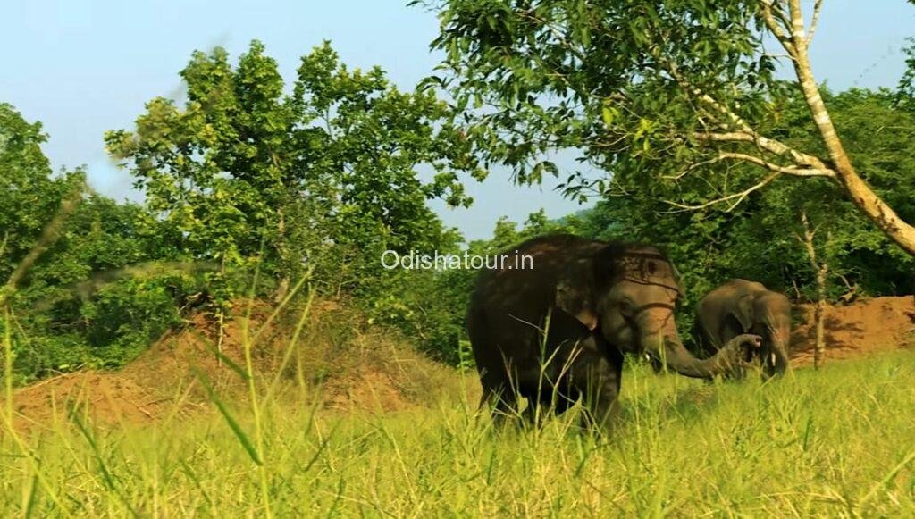 Kuldiha Wildlife Sanctuary, Balasore | Odisha Tour