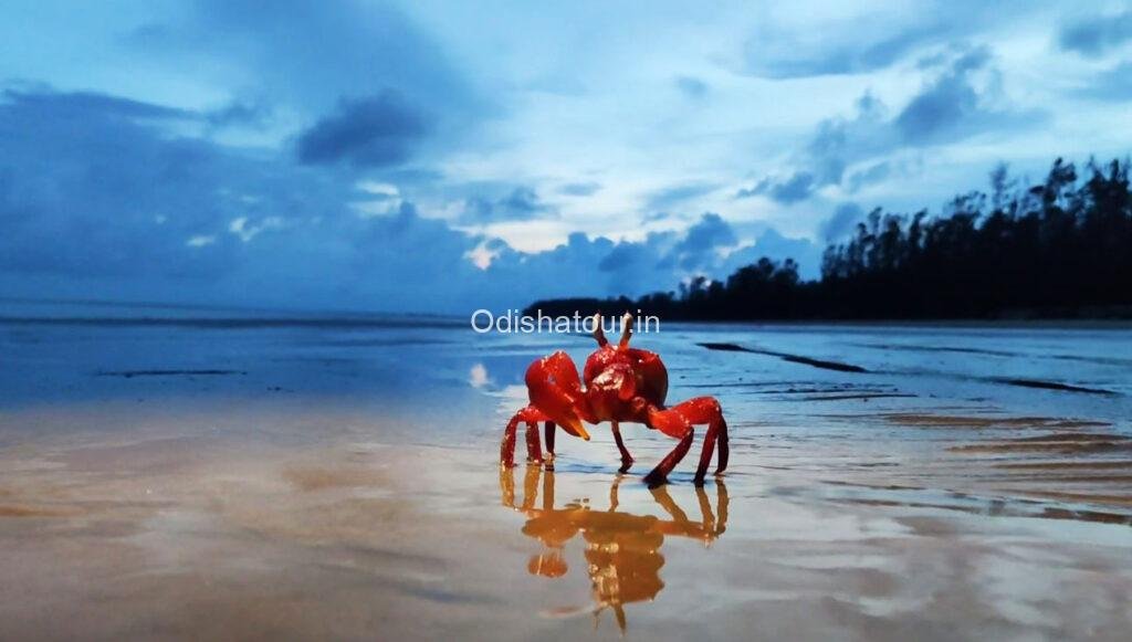 Bagda Sea Beach, Eco Resort, Dublagadi, Balasore | Odisha Tour