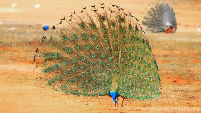 Ansupa Lake & Nature Camp, Cuttack | Odisha Tour