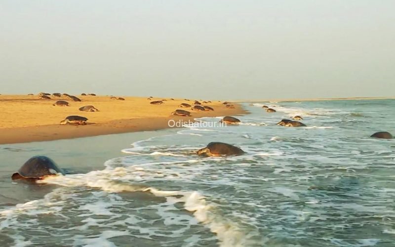 Odisha Tour | Best Tourist Places in Kendrapara District